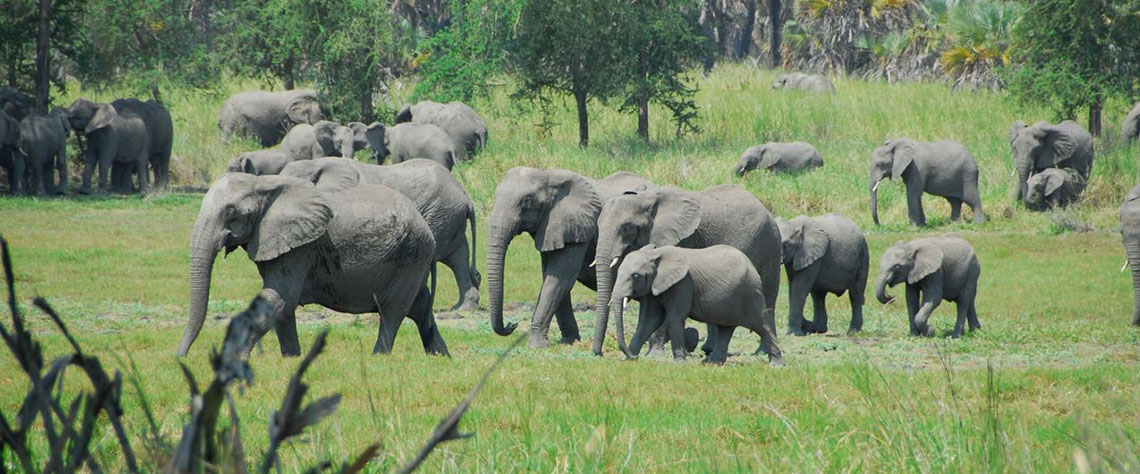 Conflito Homem-Fauna Bravia: Parque Nacional de Magoe regista 15 mortos ...