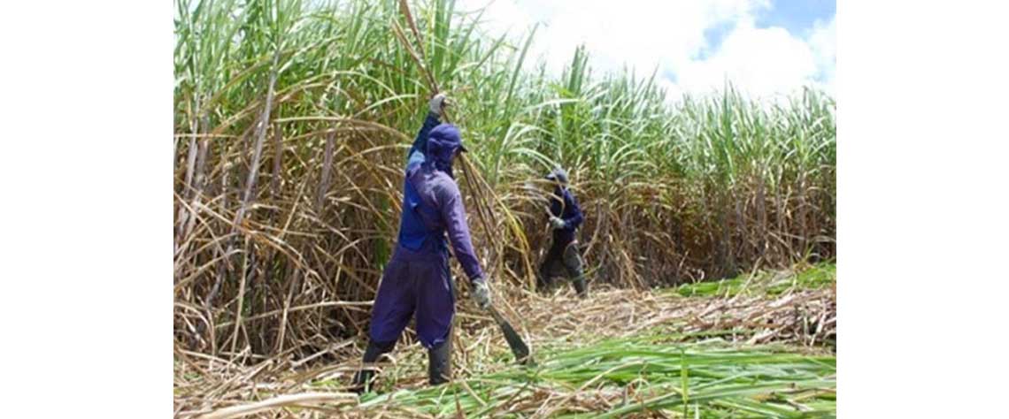 Sul-africana Vision adquire açucareira de Xinavane e Mafambisse - Carta ...